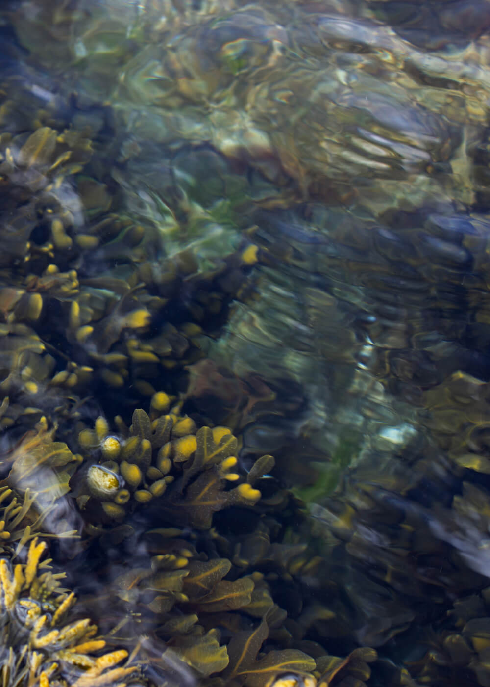 ATELIER LUCILE VIAUD — ↀVERRE MARIN GLAZ